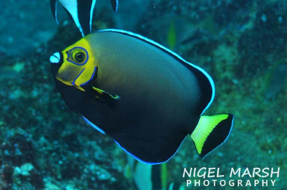 Conspicuous Angelfish from Queensland, Australia on August 29, 2009 at ...