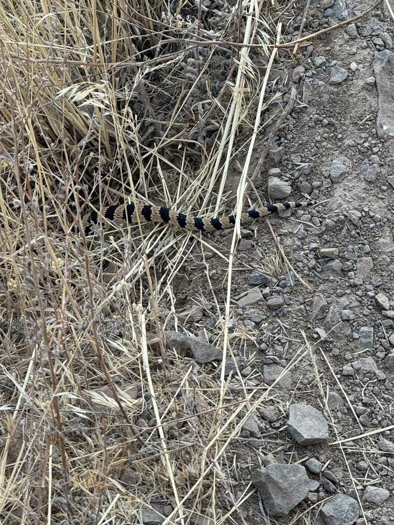 Great Basin Gopher Snake from Warm Springs Trail, Salmon, ID, US on ...