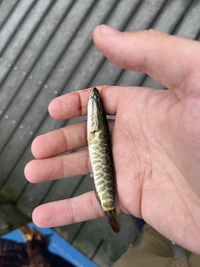 Northern Snakehead in July 2024 by jcowdog · iNaturalist
