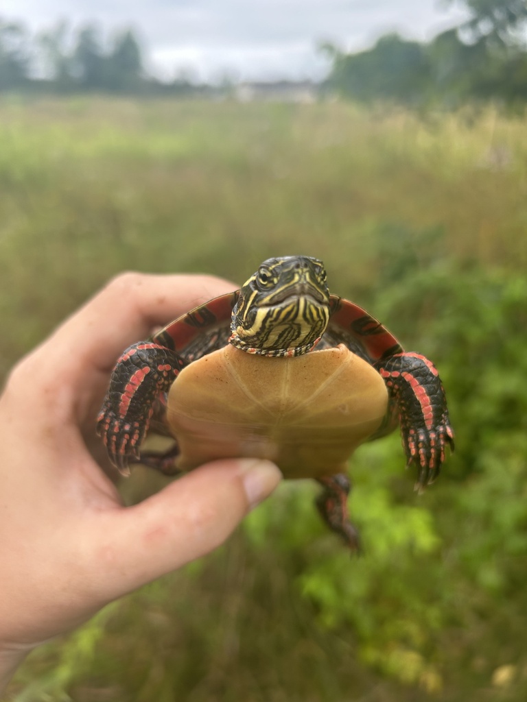 Painted Turtle in July 2024 by sarahrosshandmade · iNaturalist