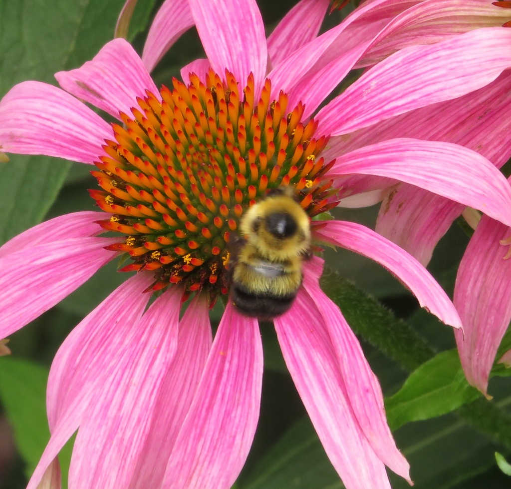 Red-belted Bumble Bee from Rockford, IL, USA on July 24, 2024 at 01:57 ...