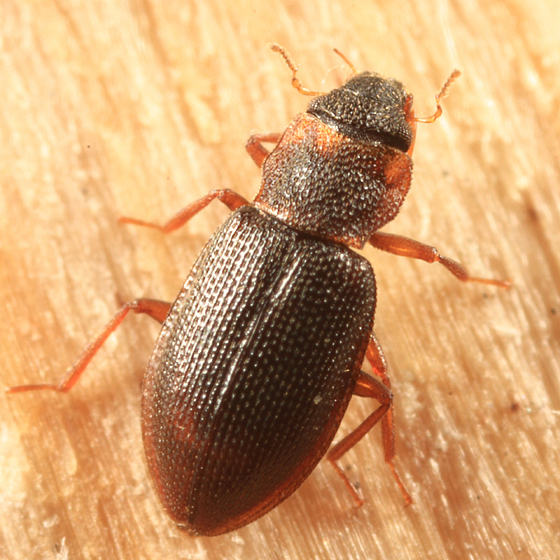 Hydraena americana from Groton, MA, USA on April 12, 2009 at 04:24 PM ...