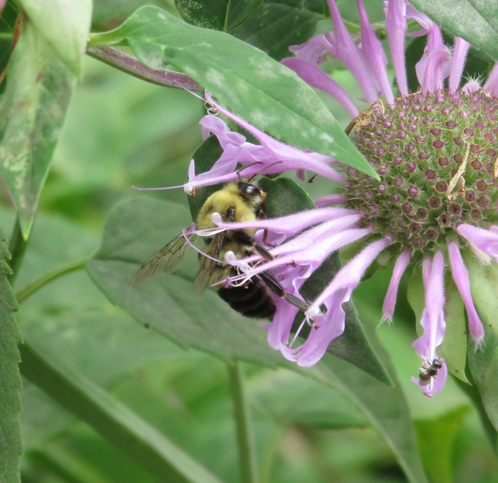 Two-spotted Bumble Bee from Rockford, IL, USA on July 24, 2024 at 01:57 ...