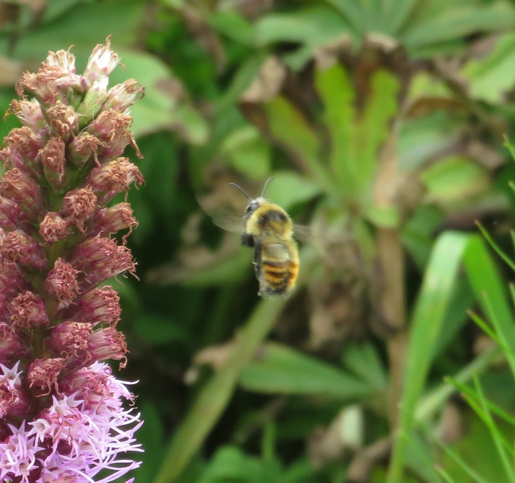 Red-belted Bumble Bee from Rockford, IL, USA on July 24, 2024 at 01:57 ...