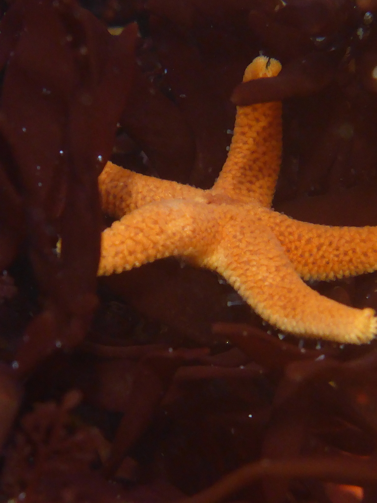 Blood Stars from Pacific Grove, CA, USA on July 24, 2024 at 08:55 AM by ...