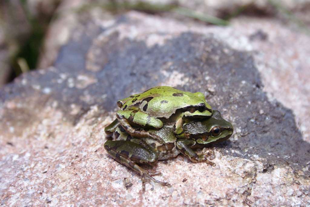 Arizona Tree Frog from Tutuaca, Chihuahua on July 6, 2007 by Juan ...
