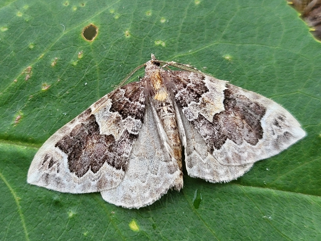Northwestern Phoenix Moth from Dillberry Lake Provincial Park on July ...
