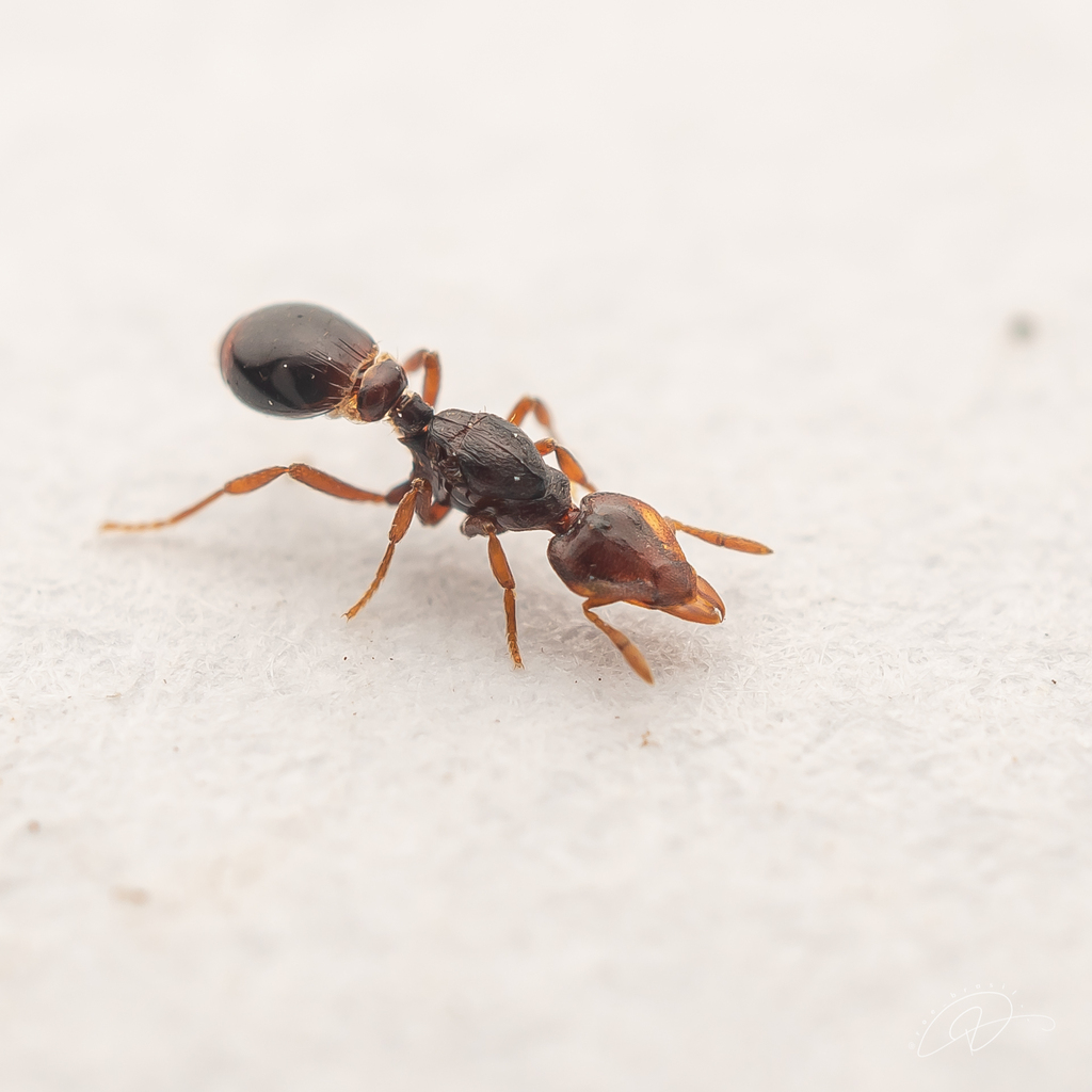 Strumigenys abditivata from Batistini, São Bernardo do Campo - SP ...