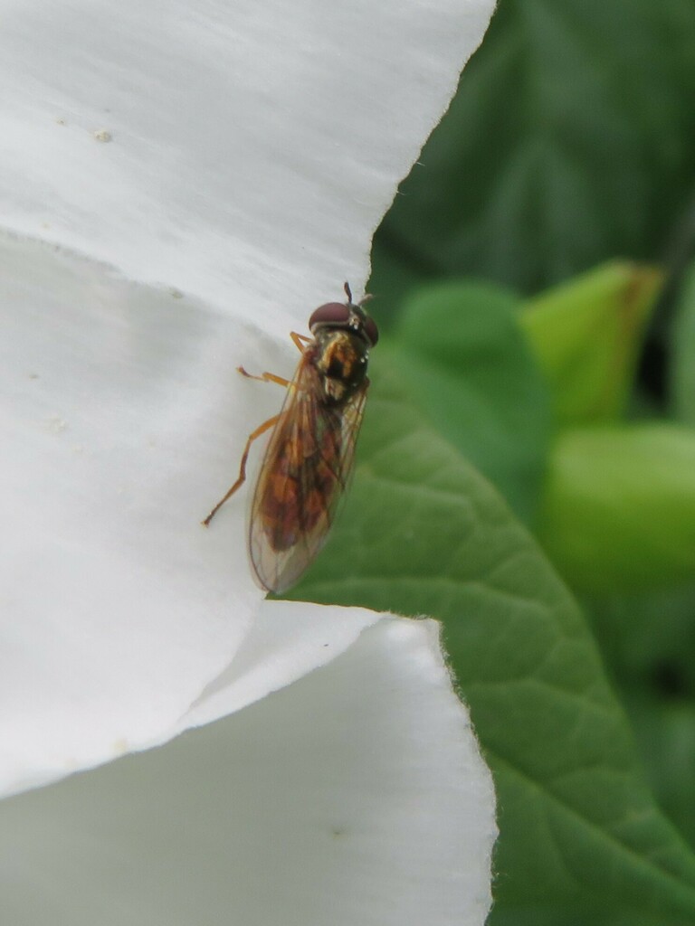 Melanostoma from M1 Leicester Forest East Services, Leicester LE3, UK ...