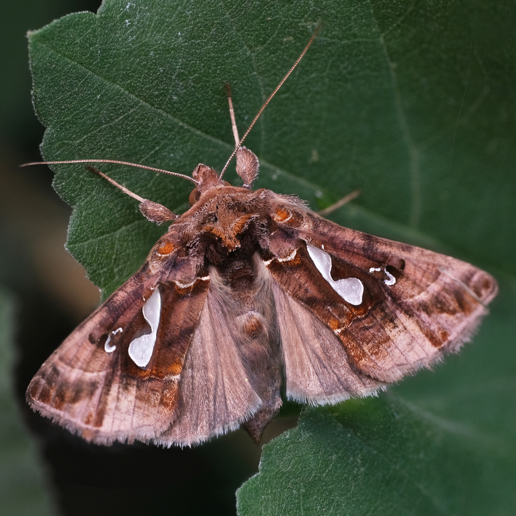 Bilobed Looper Moth from San Rafael, CA 94903, USA on July 21, 2024 at ...