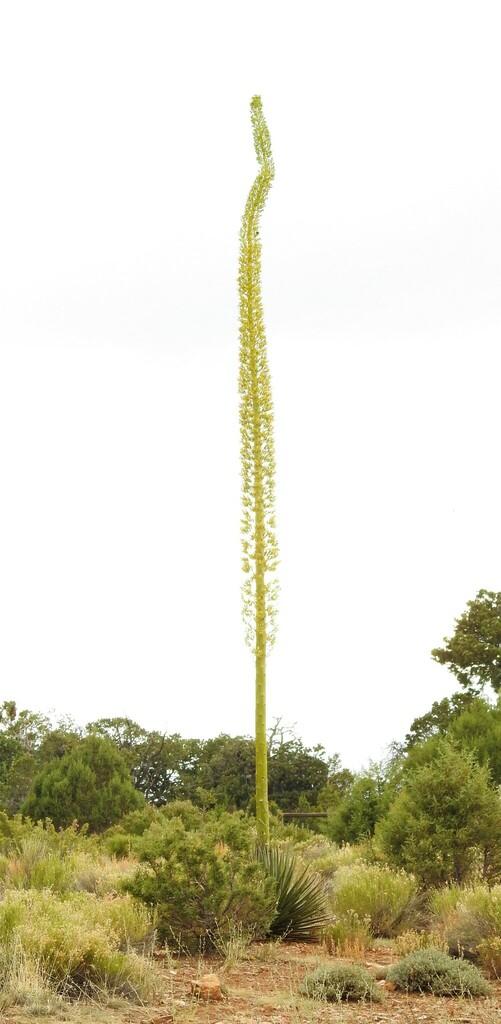 Utah Agave in June 2024 by Scott Flamand · iNaturalist