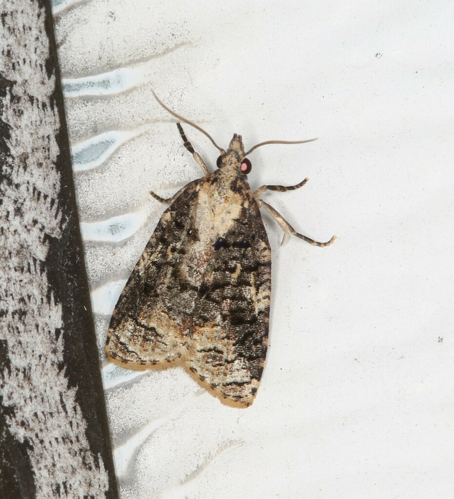 Exasperating Platynota Moth from Rigaud, QC J0P 1P0, Canada on July 1 ...