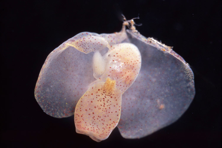 Flying Sea Slug