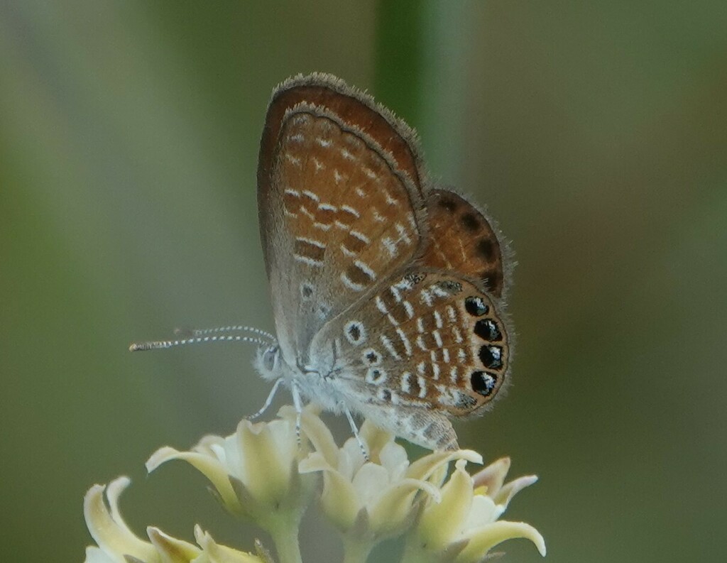 Eastern Pygmy-Blue from Yankeetown, FL, USA on July 23, 2024 at 01:29 ...