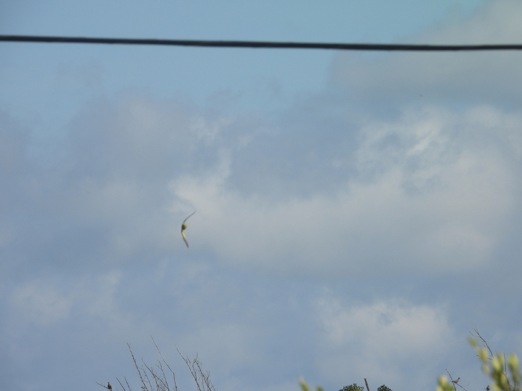 Brown-throated Parakeet from Jan Kok, Curaçao on July 18, 2024 at 09:18 ...