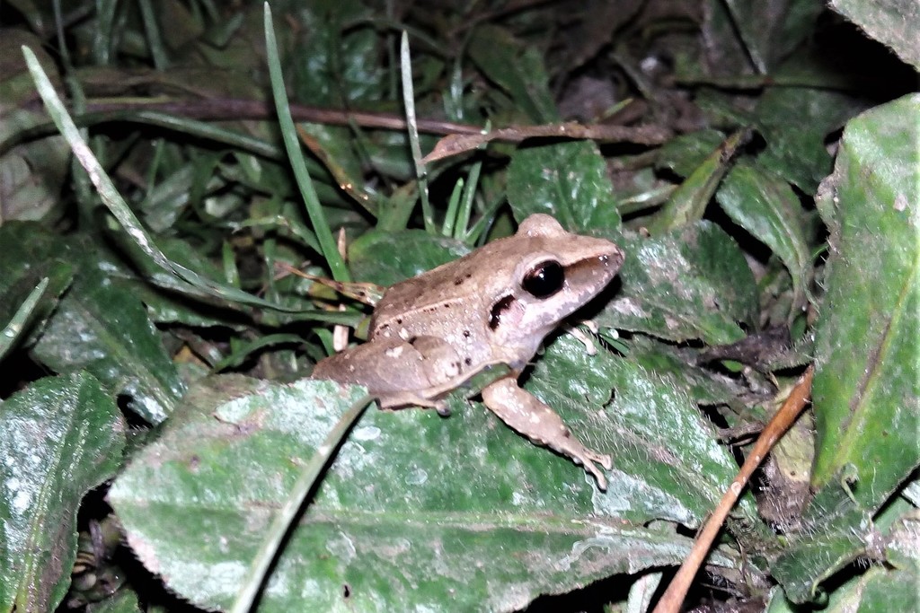 Cachabi Robber Frog from Sonsón, Antioquia, Colombia on February 18 ...
