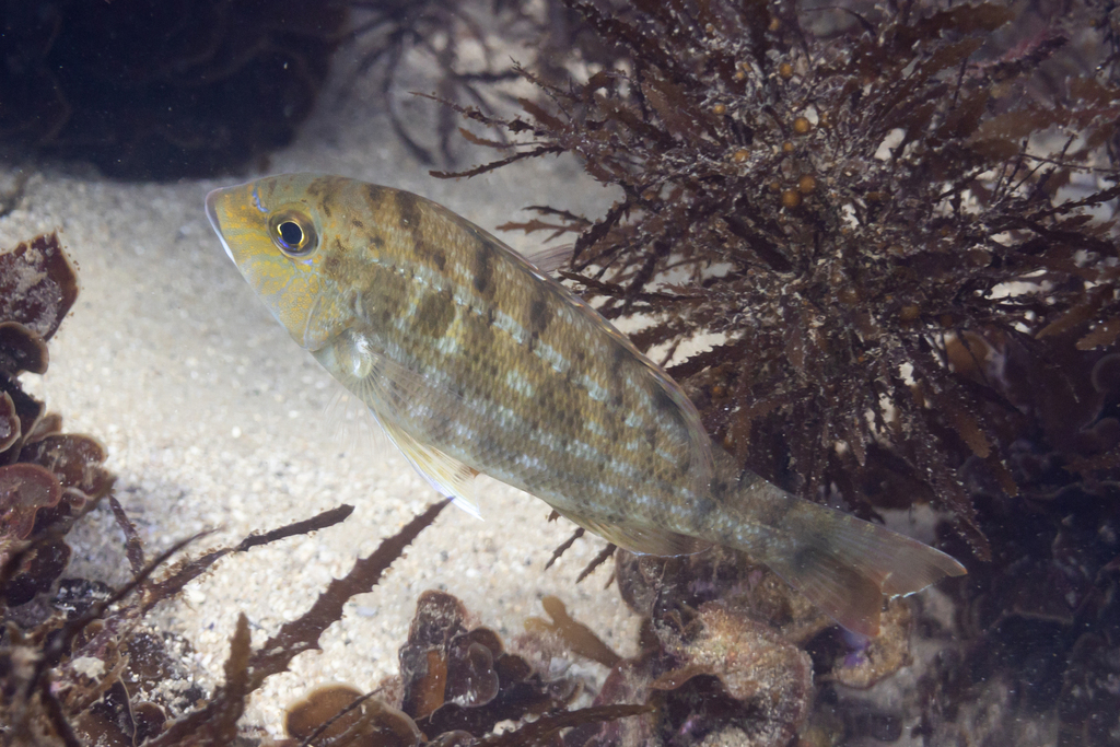 Spangled Emperor from Cabbage Tree Bay, AU-NS-MN, AU-NS, AU on July 23 ...