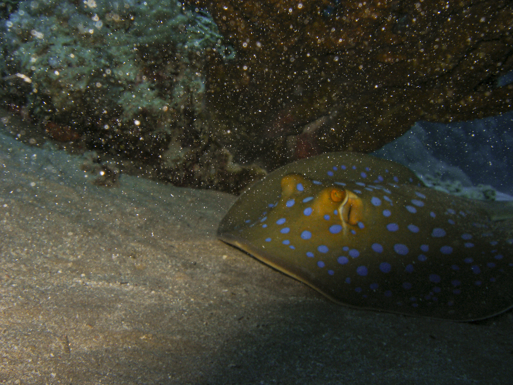 Bluespotted Fantail Ray from Safaja, EG-BA, EG on August 16, 2006 at 05 ...