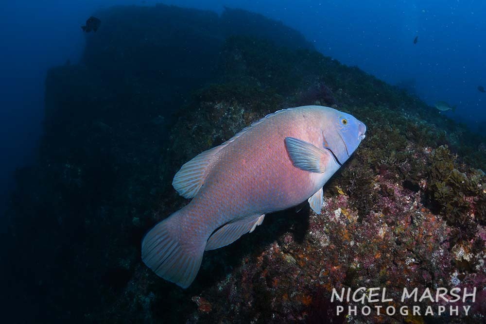 Eastern Blue Groper from Redland Bal, AU-QL, AU on January 2, 2016 at ...