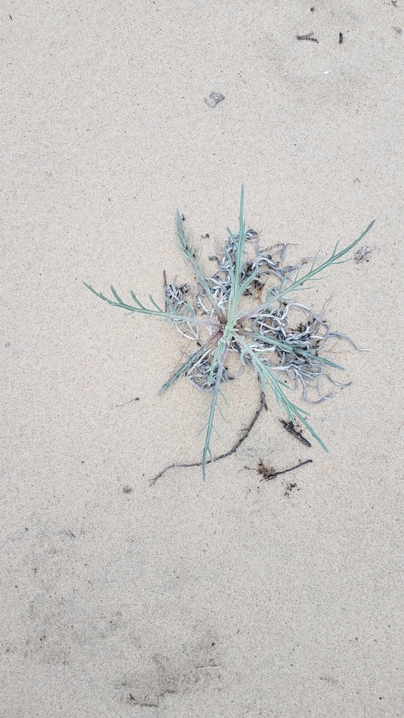 Pitcher's thistle in June 2019 by Rachel Hackett · iNaturalist