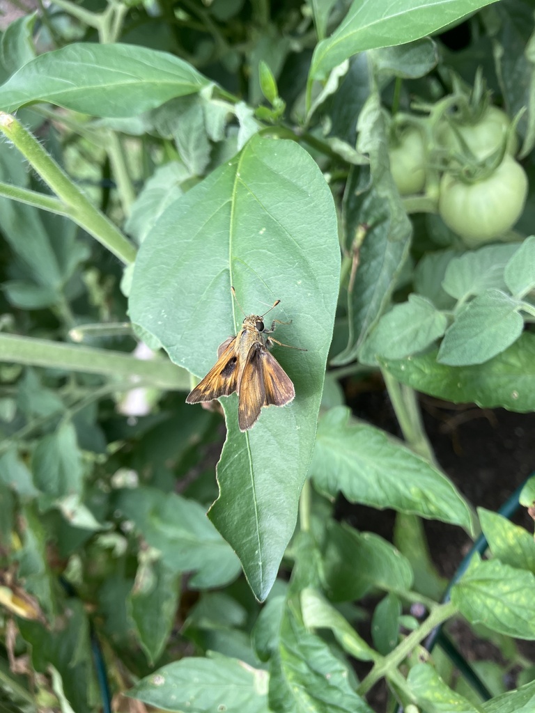 Huron Sachem from Redwood Ave, Folsom, PA, US on July 24, 2024 at 04:03 ...