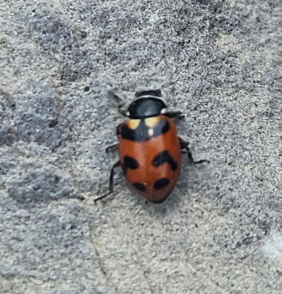 Oregon Lady Beetle from Millarville, AB T0L 1K0, Canada on July 22 ...
