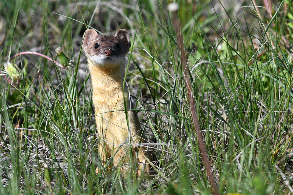 Long-tailed Weasel in May 2024 by David Bell · iNaturalist