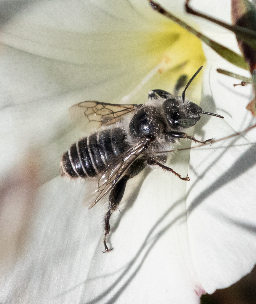 Bindweed Turret Bee from Contra Costa County, CA, USA on June 4, 2019 ...