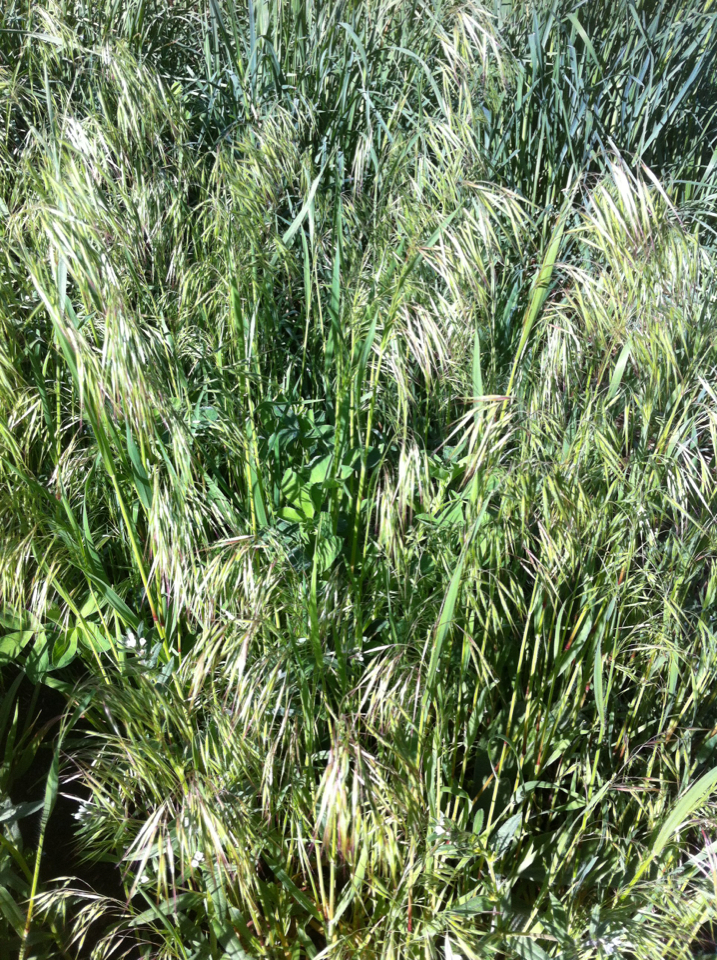 Cheat Grass (Invasive Exotic Plants of North Carolina) · iNaturalist