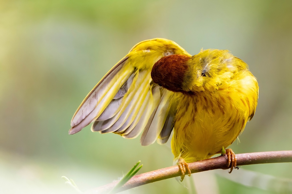 (Setophaga petechia xanthotera) - Avian Discovery