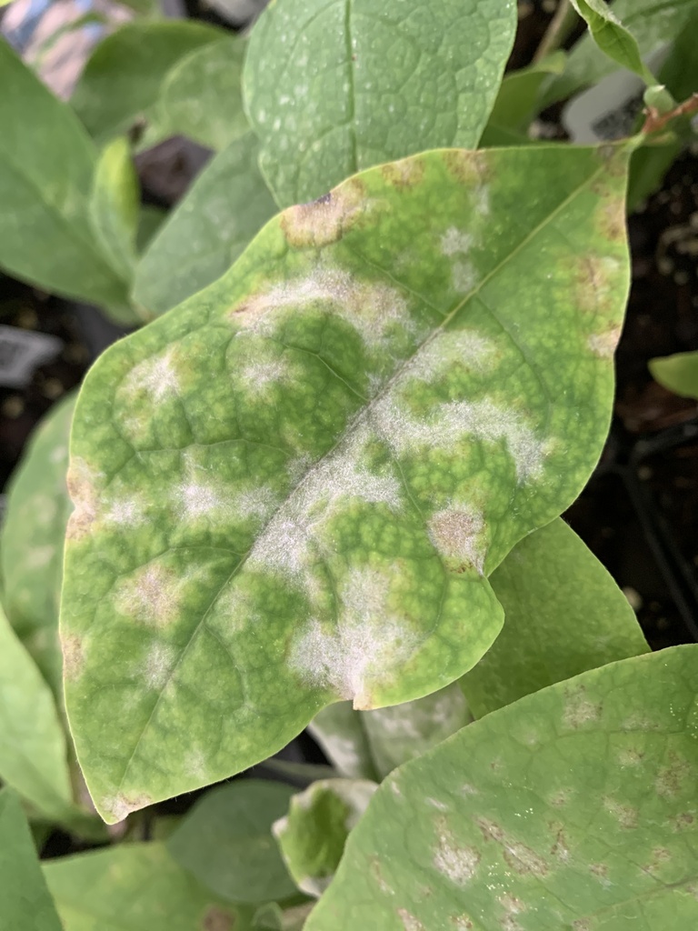 Erysiphe magnifica from The Morton Arboretum, Lisle, IL, US on July 24 ...