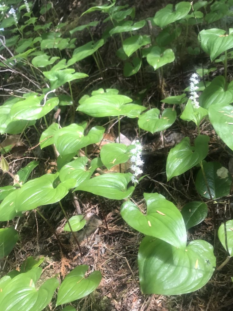 Western Lily of the Valley from Capital H (Part 2), , BC, CA on May 29 ...
