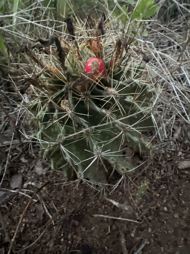 Miniature Barrel Cactus from Ed Bluestein, Austin, TX, US on July 24 ...