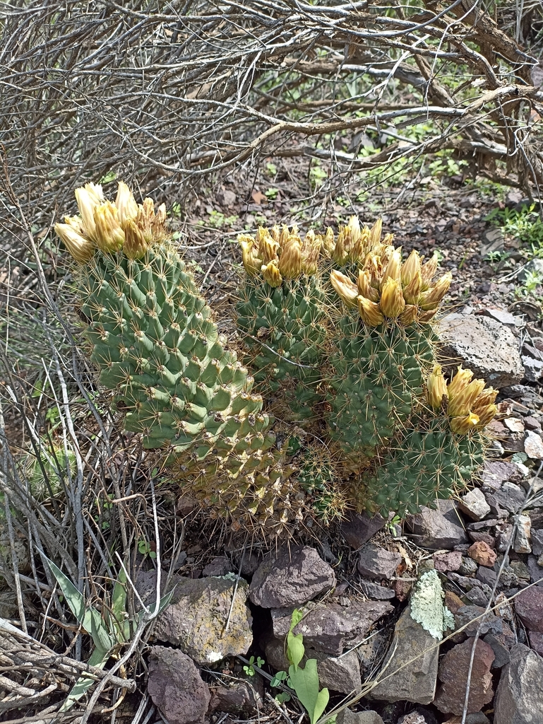 Coryphantha octacantha from 42102 Hgo., México by Israel Castorena ...
