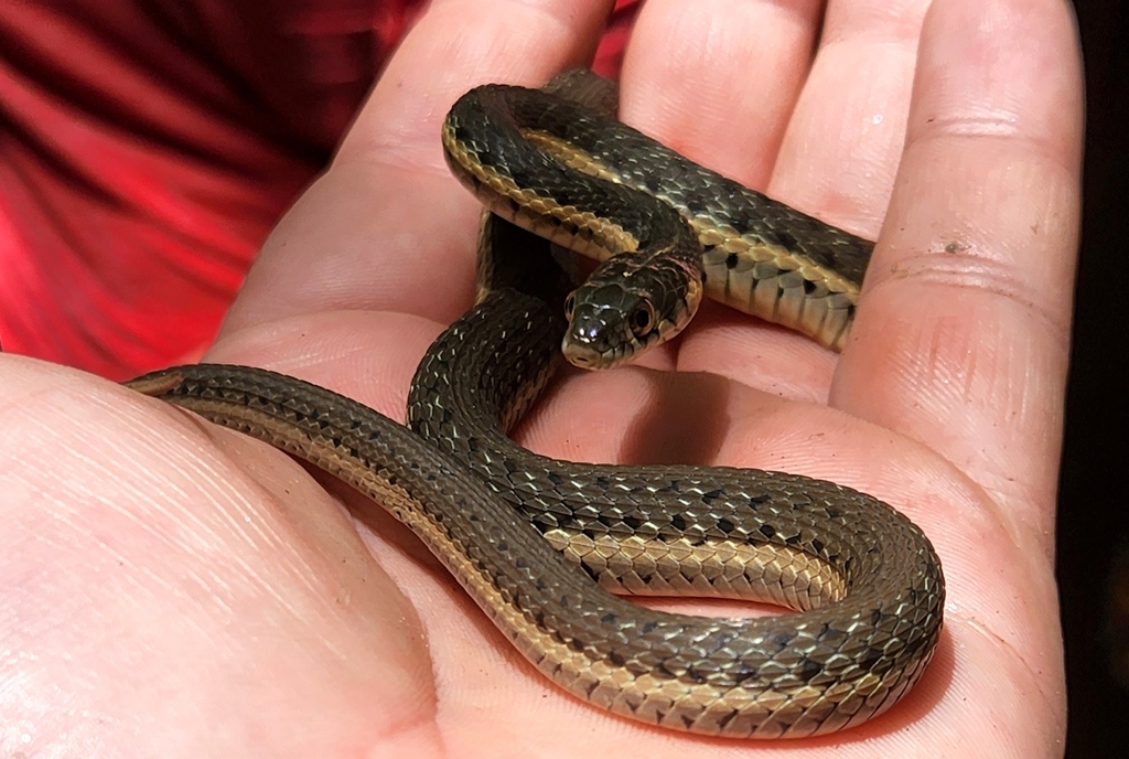 Two-striped Garter Snake in July 2024 by Boaz Benaiah Solorio · iNaturalist