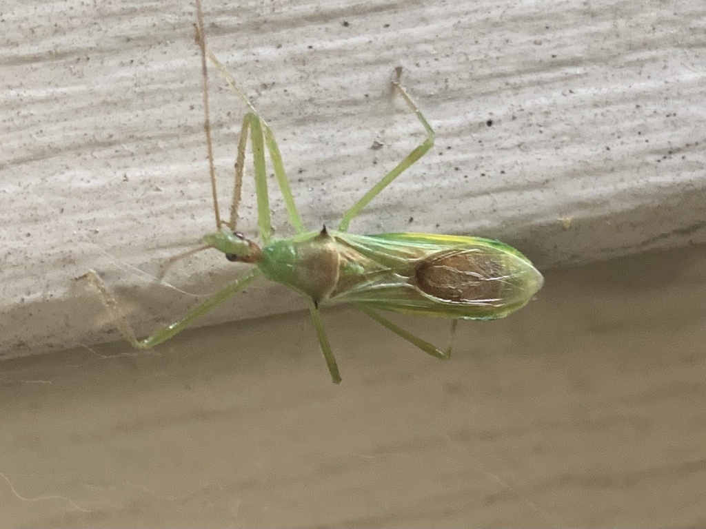 Pale Green Assassin Bug from Main St, Rockford, MN, US on July 21, 2024 ...