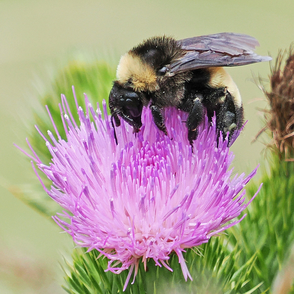 American Bumble Bee from Fairfax County, VA, USA on July 24, 2024 at 10 ...