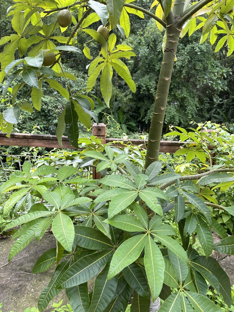 saba nut tree from 臺灣島, 中寮鄉, NAN, TW on July 23, 2024 at 10:05 AM by ...