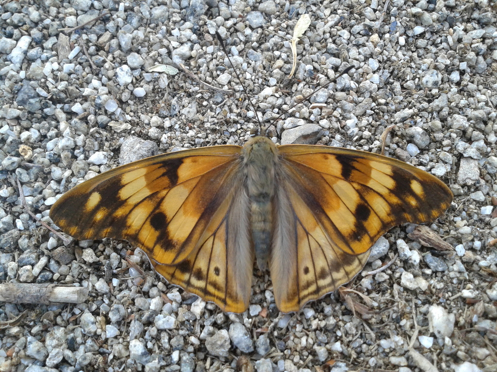 tawny emperor from 대한민국 대구광역시 달서구 on June 2, 2019 at 08:07 AM by bio96 ...