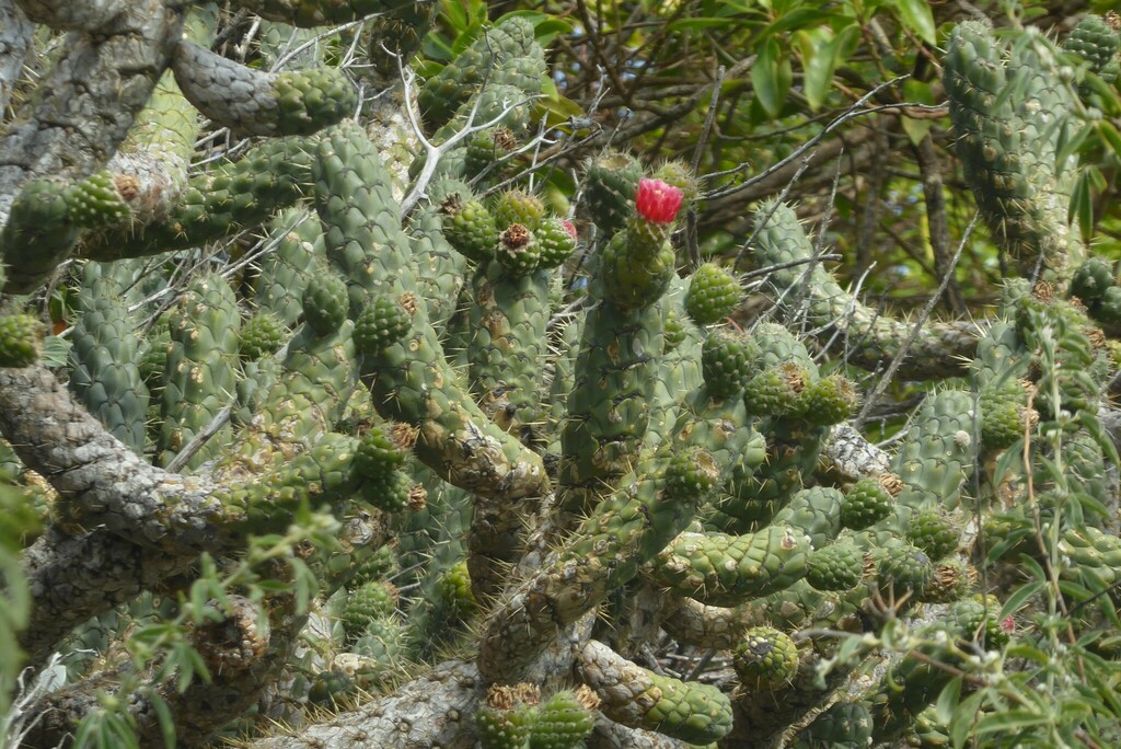 Cane Cactus from Diamond Harbour, New Zealand on June 8, 2024 at 11:58 ...