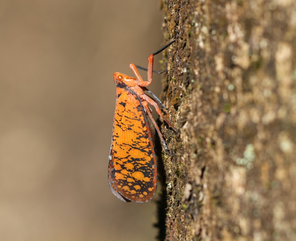 Aphaena discolor from 香港山頂 on July 6, 2024 at 03:49 PM by verdinzy ...