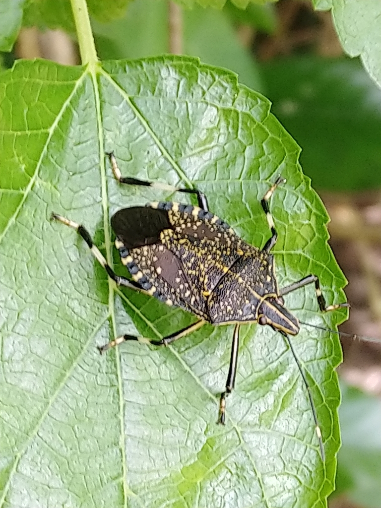 Yellow-spotted Stink Bug from Zhoushan, CN-ZJ, CN on July 25, 2024 at ...