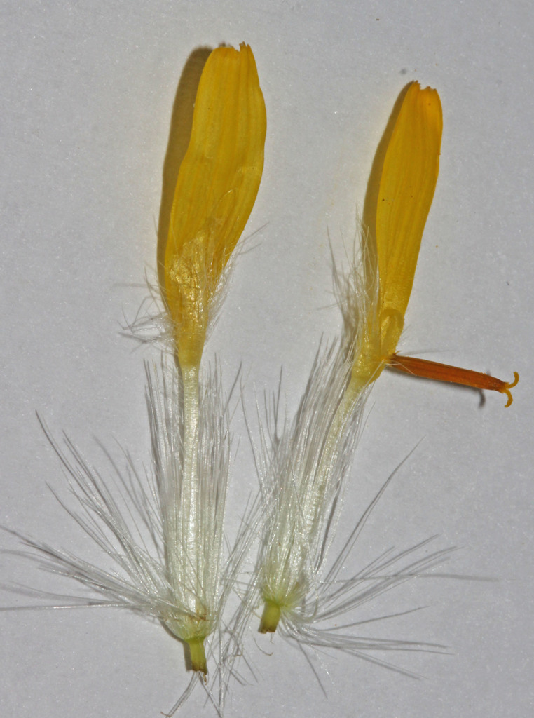 Pale agoseris (Plants of Staunton State Park) · iNaturalist