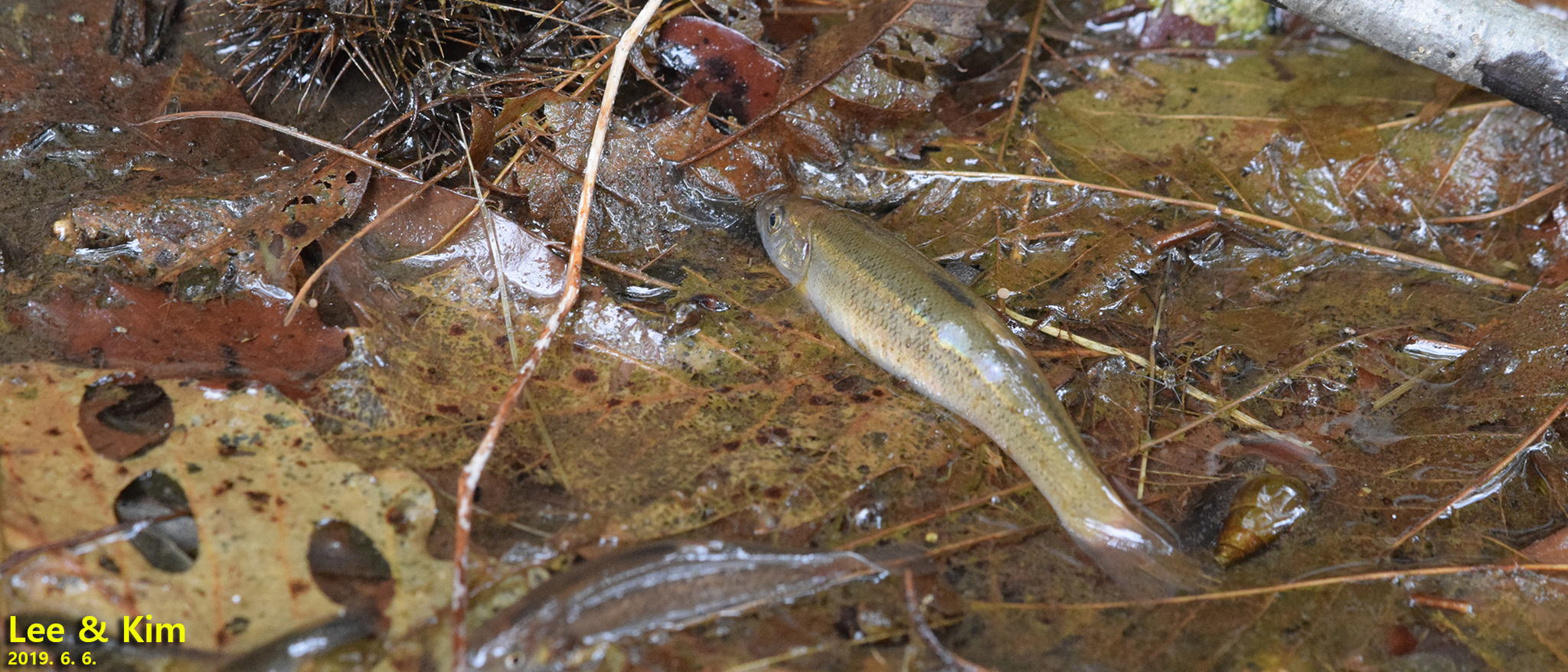 Rhynchocypris oxycephalus (Sauvage & Dabry de Thiersant, 1874)