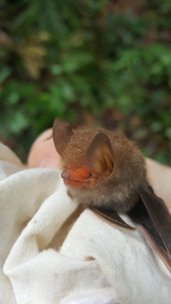 clear-winged woolly bat in June 2019 by Preston J McDonald · iNaturalist