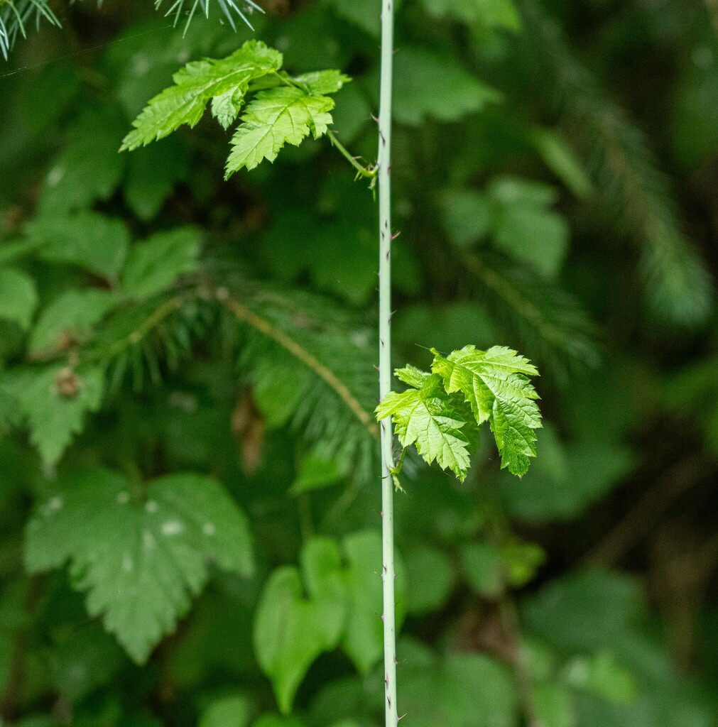 trailing blackberry from South Vancouver, Vancouver, BC, Canada on July ...