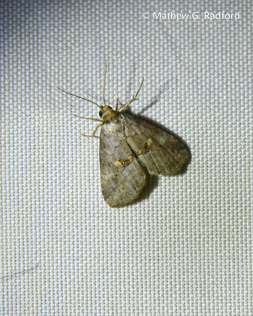 Yellow-spotted Graylet from Tulsa, OK, USA on July 25, 2024 at 12:32 AM ...