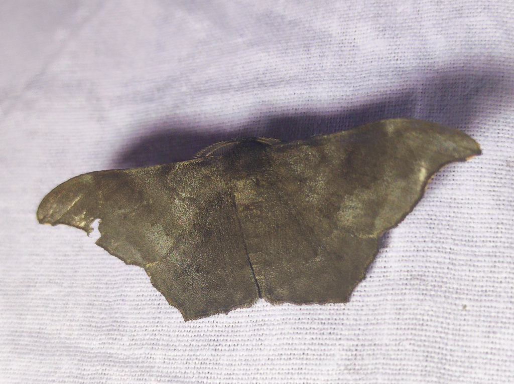 Black Looper from Kerala, India on July 21, 2024 at 02:42 AM by Alen A ...