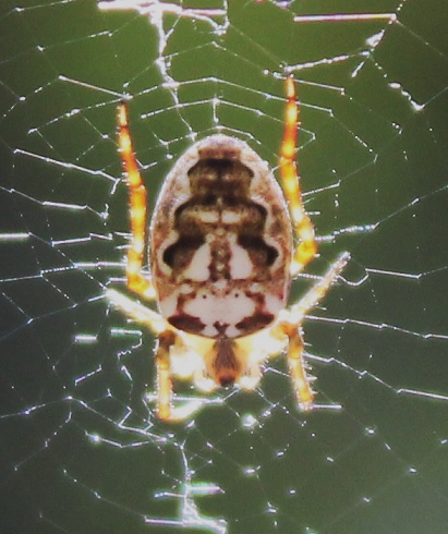Eastern Bush Orbweaver from Smiths Lake NSW 2428, Australia on July 25 ...
