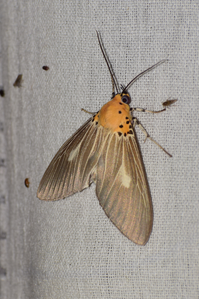 Kanara Tiger Moth from MGOCSM Students Center, UC College, Aluva ...